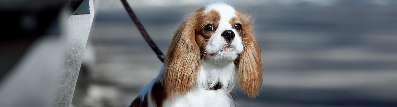 How Long Does Dog Laryngitis Last